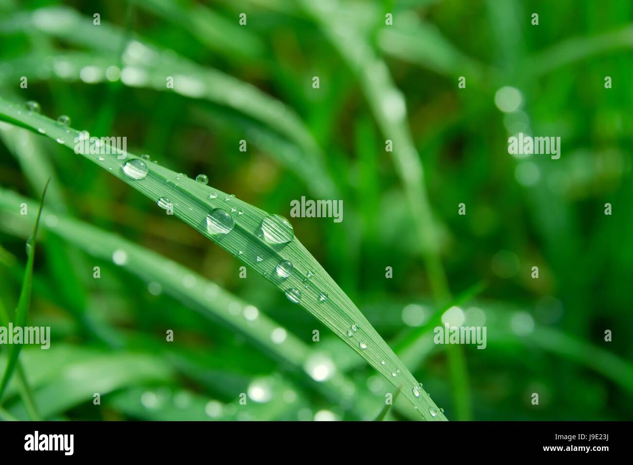 environment, enviroment, closeup, meadow, grass, lawn, green, nature ...