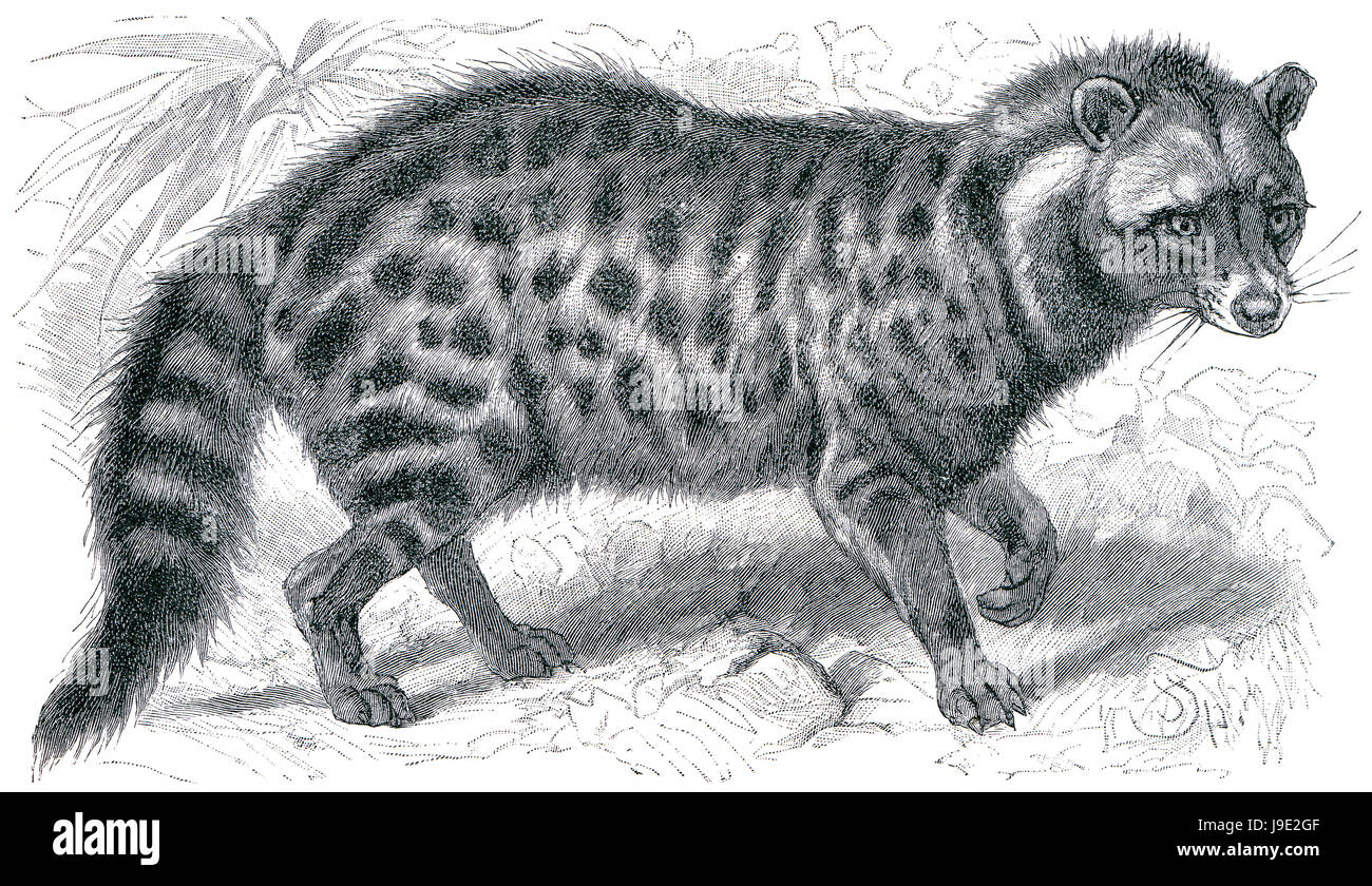 Malabar largespotted civet hi-res stock photography and images - Alamy