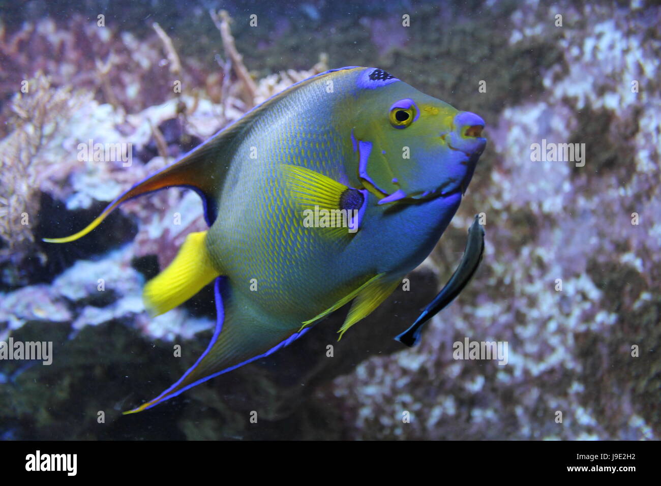 Blauer fisch hi-res stock photography and images - Alamy