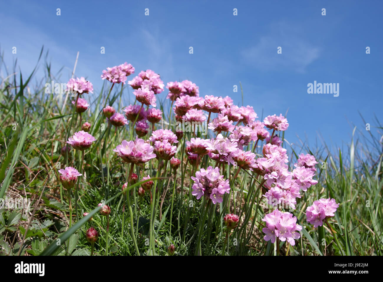 flower, flowers, plant, small, tiny, little, short, petals, leaves ...