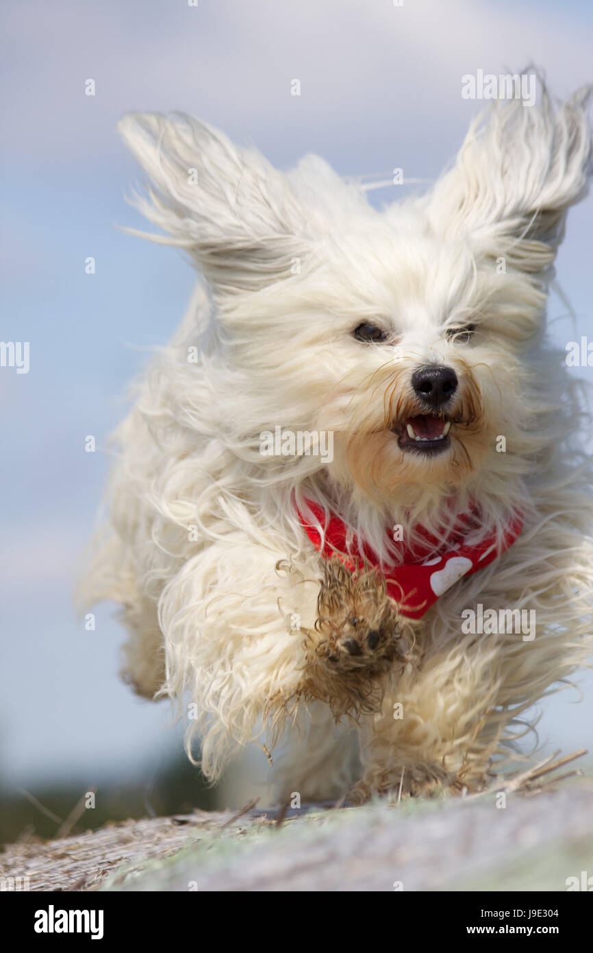 Flying ears hi-res stock photography and images - Alamy