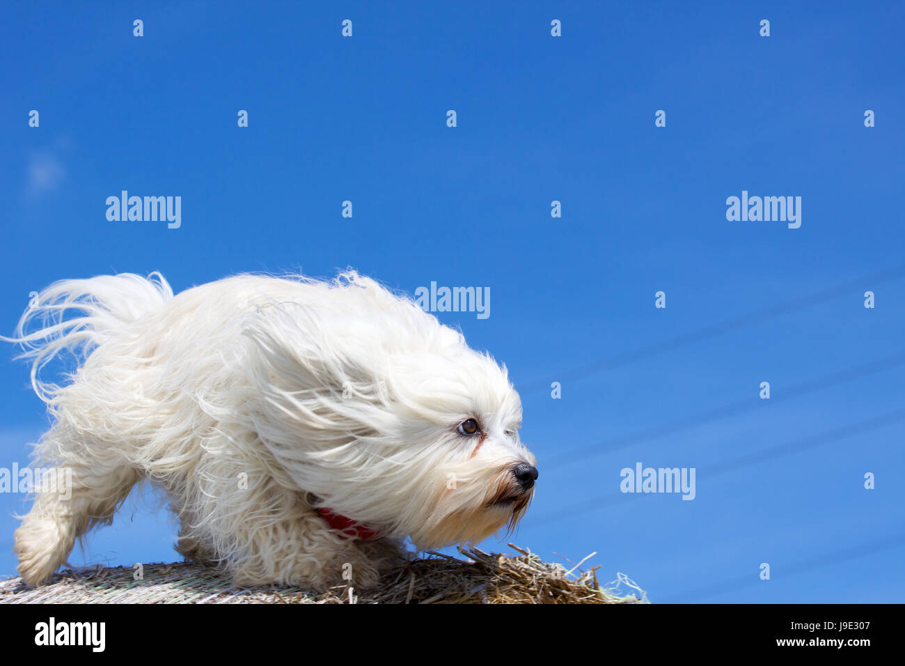 blue, dog, spring, bouncing, bounces, hop, skipping, frisks, jumping ...