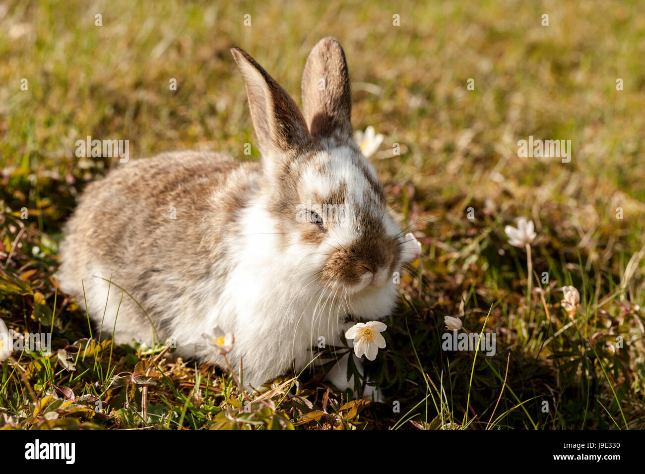 rabbit, hare, easter-bunny, farm animal, hares, roast hare, rabbits ...
