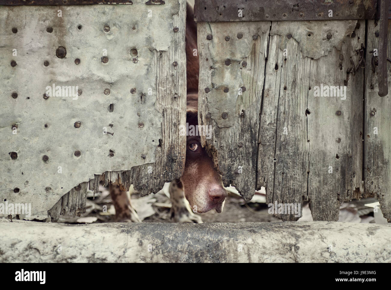 animal, pet, dog, old, friend, friendship, art, model, design, project ...