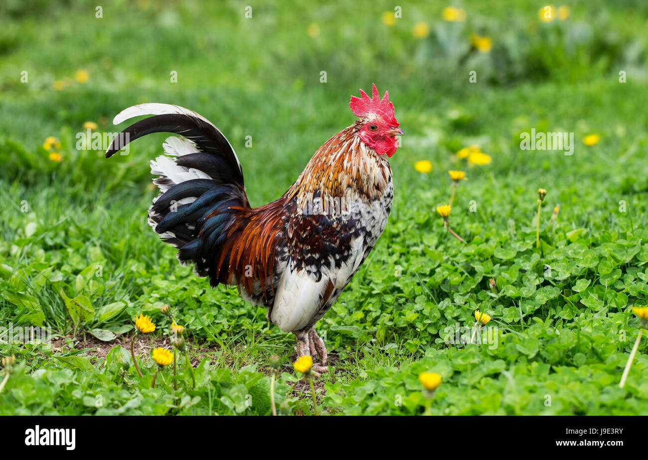 Happy rooster in the garden starring at camera Stock Photo - Alamy