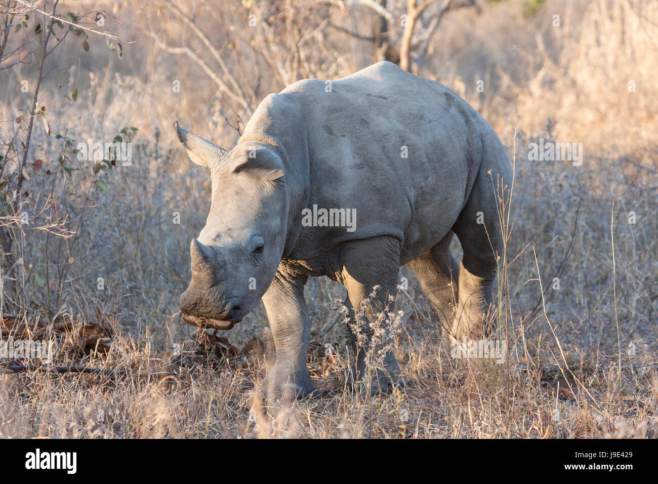 animal, horizontal, nature, rhino, rhinoceros, park, animal, mammal ...