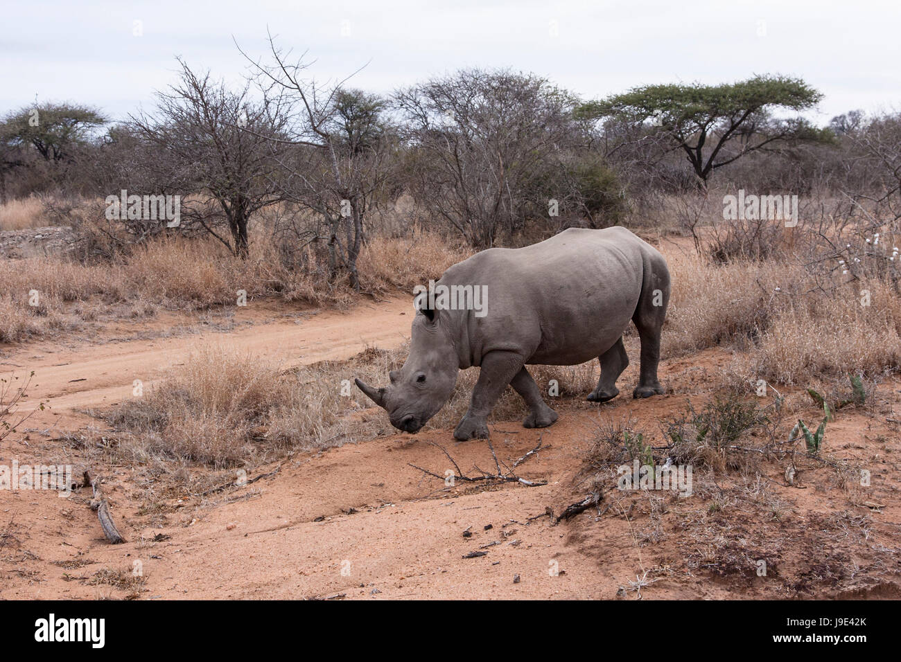 animal, horizontal, nature, rhino, rhinoceros, park, animal, mammal ...