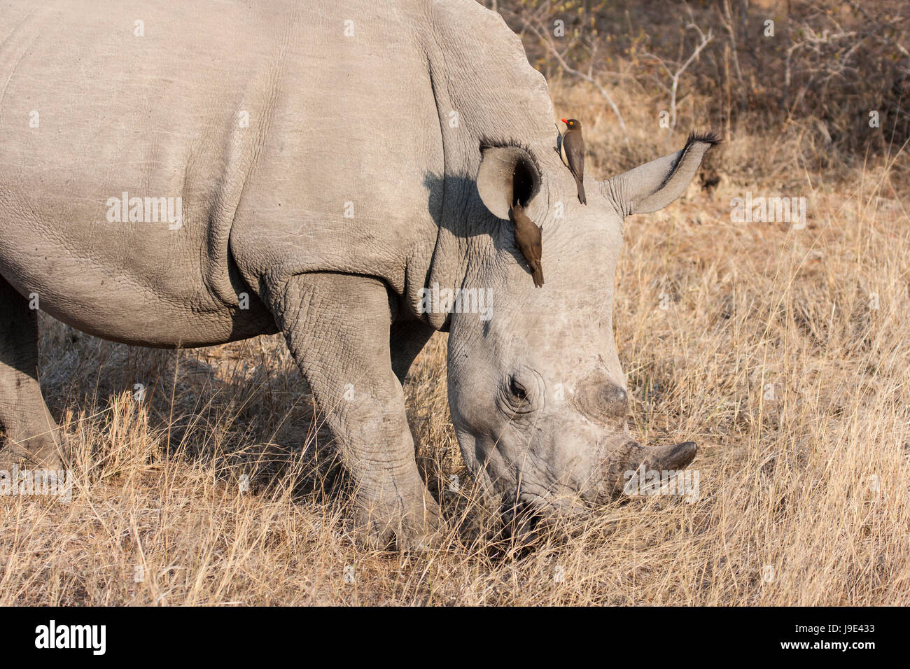 animal, horizontal, nature, rhino, rhinoceros, park, animal, mammal ...