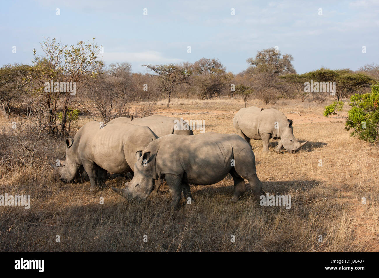 animal, horizontal, nature, rhino, rhinoceros, some, several, a few ...