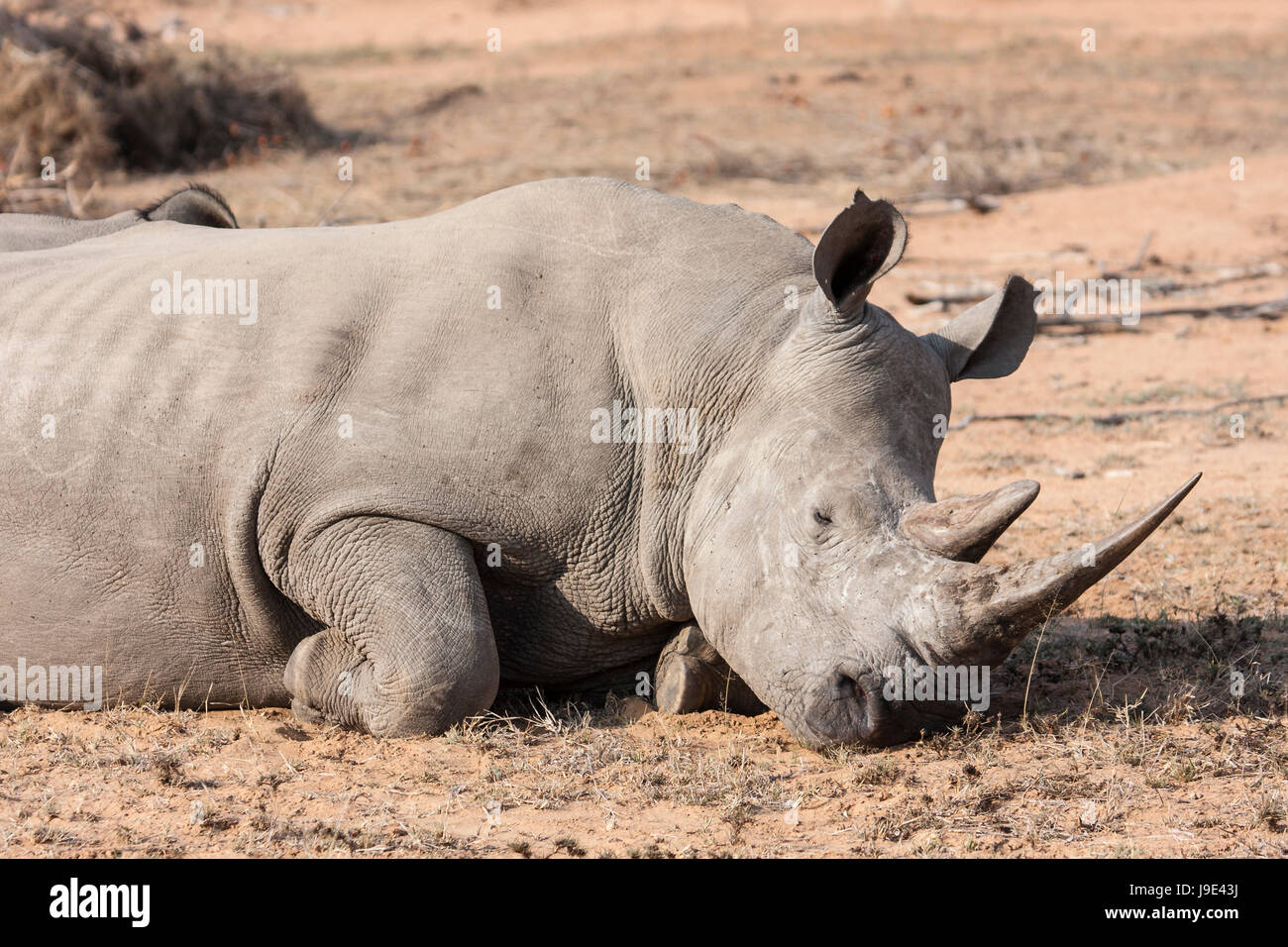 animal, horizontal, nature, rhino, rhinoceros, park, animal, mammal ...