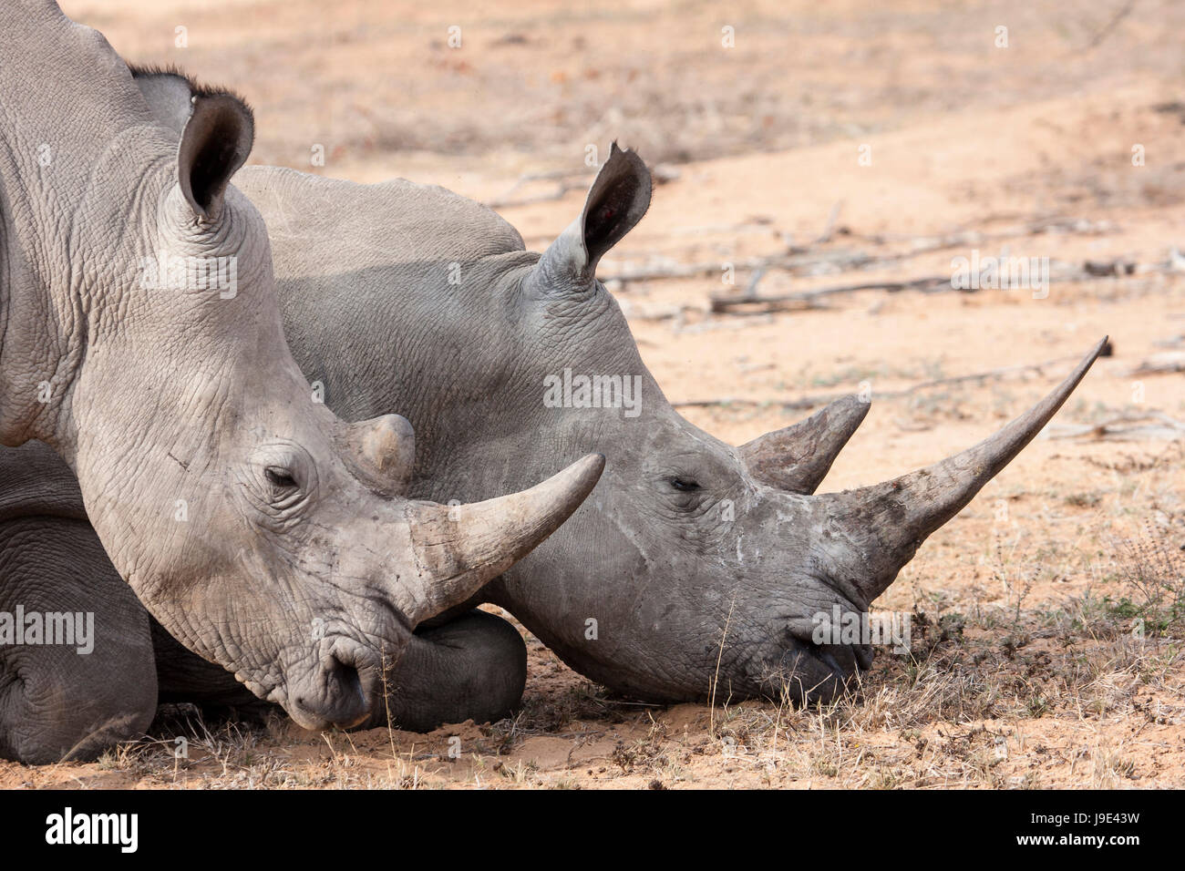 animal, horizontal, nature, rhino, rhinoceros, park, animal, mammal ...