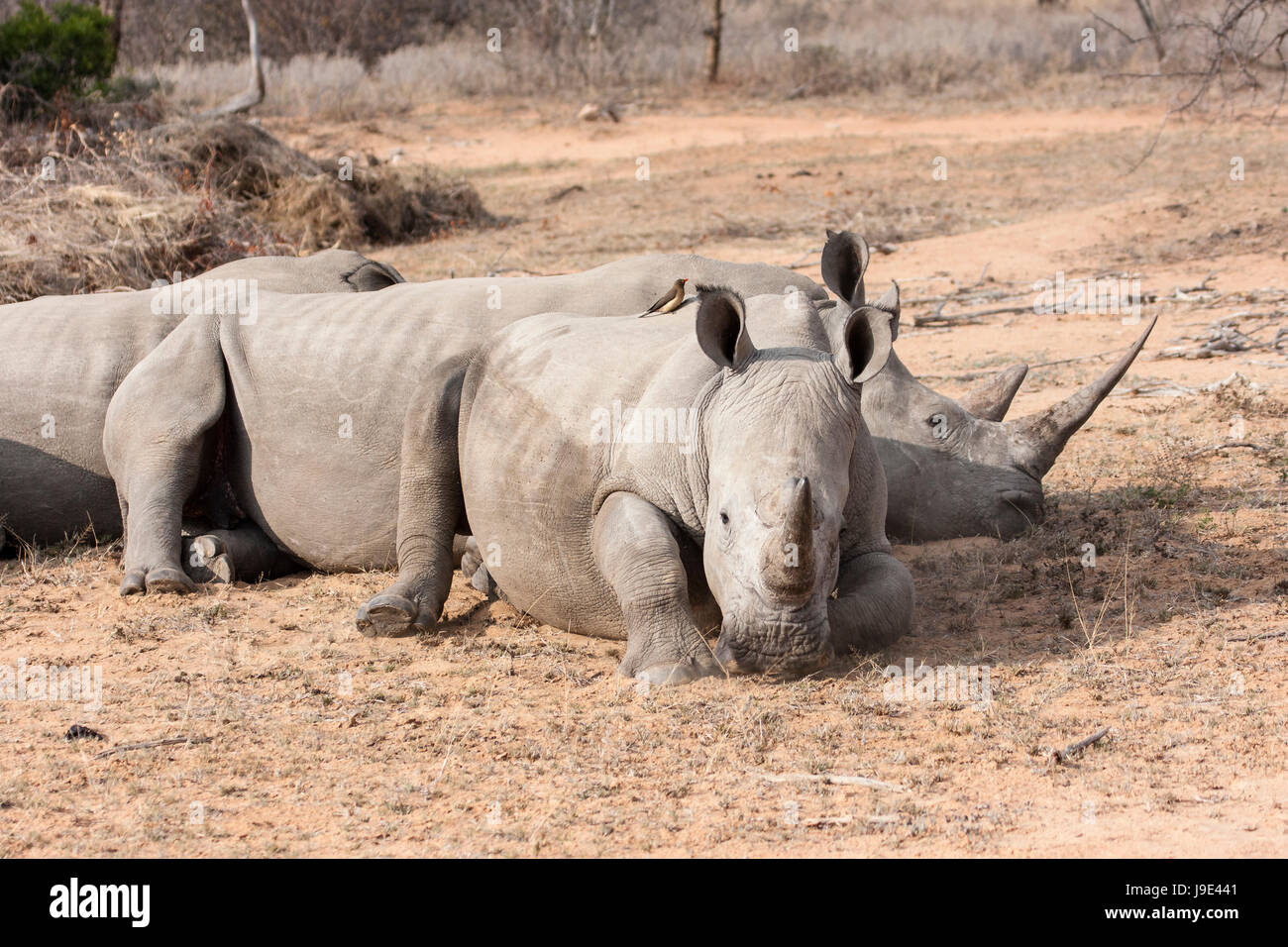 animal, horizontal, nature, rhino, rhinoceros, park, animal, mammal ...