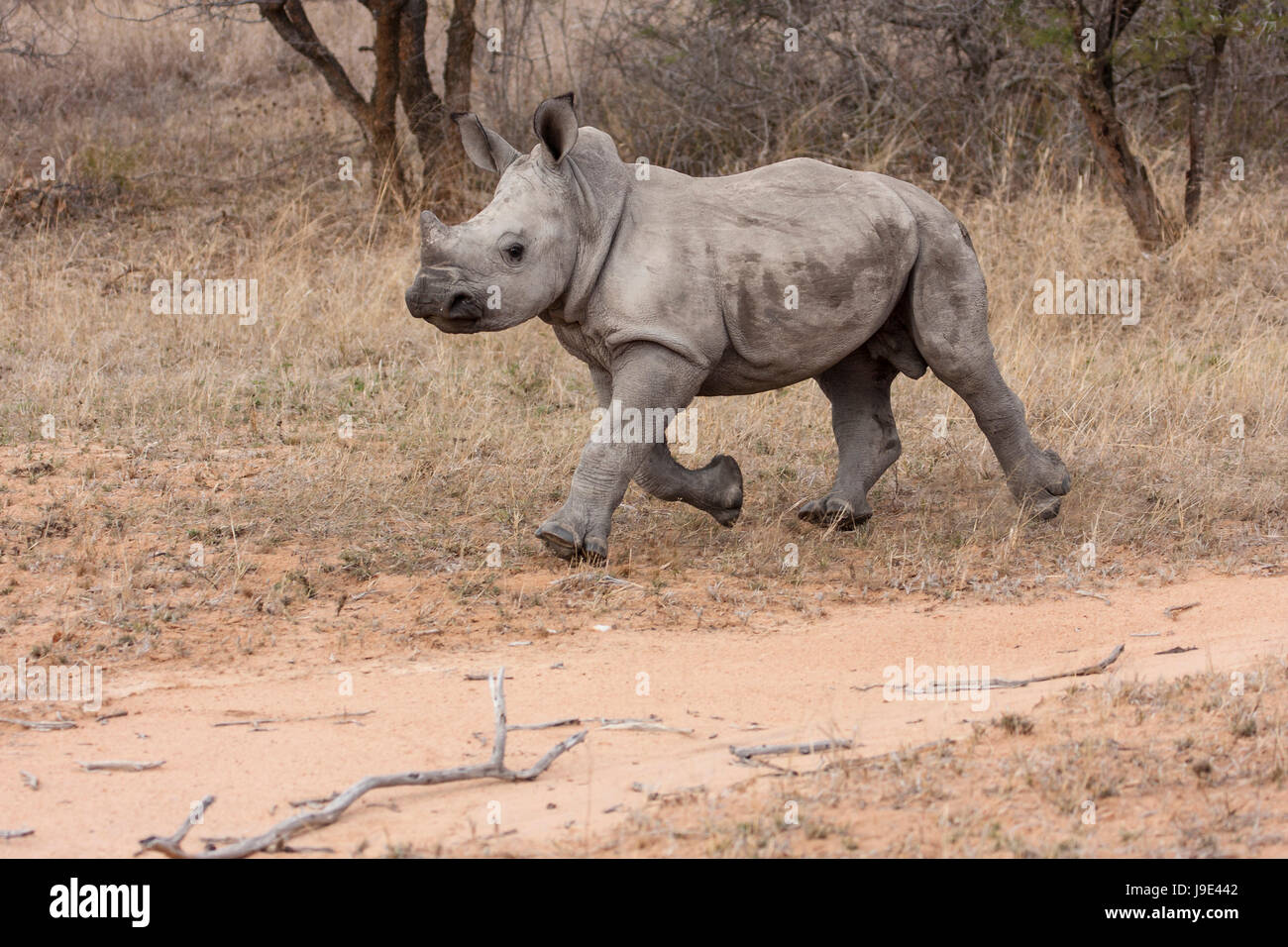 animal, horizontal, nature, rhino, rhinoceros, park, animal, mammal ...