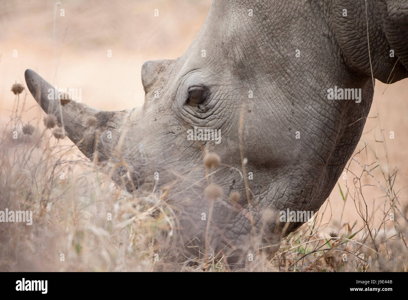 animal, horizontal, nature, rhino, rhinoceros, park, animal, mammal ...