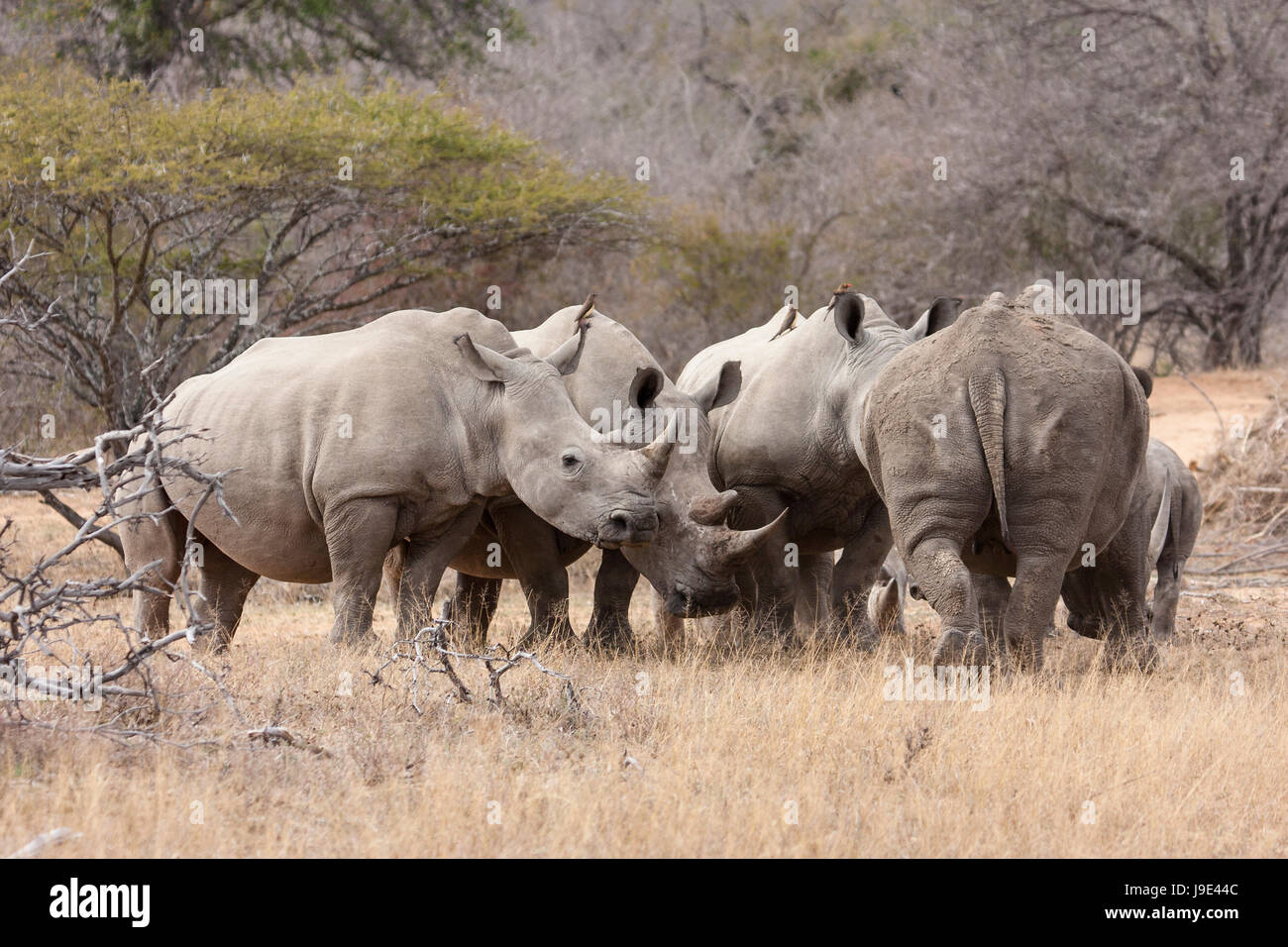 animal, horizontal, nature, rhino, rhinoceros, some, several, a few ...