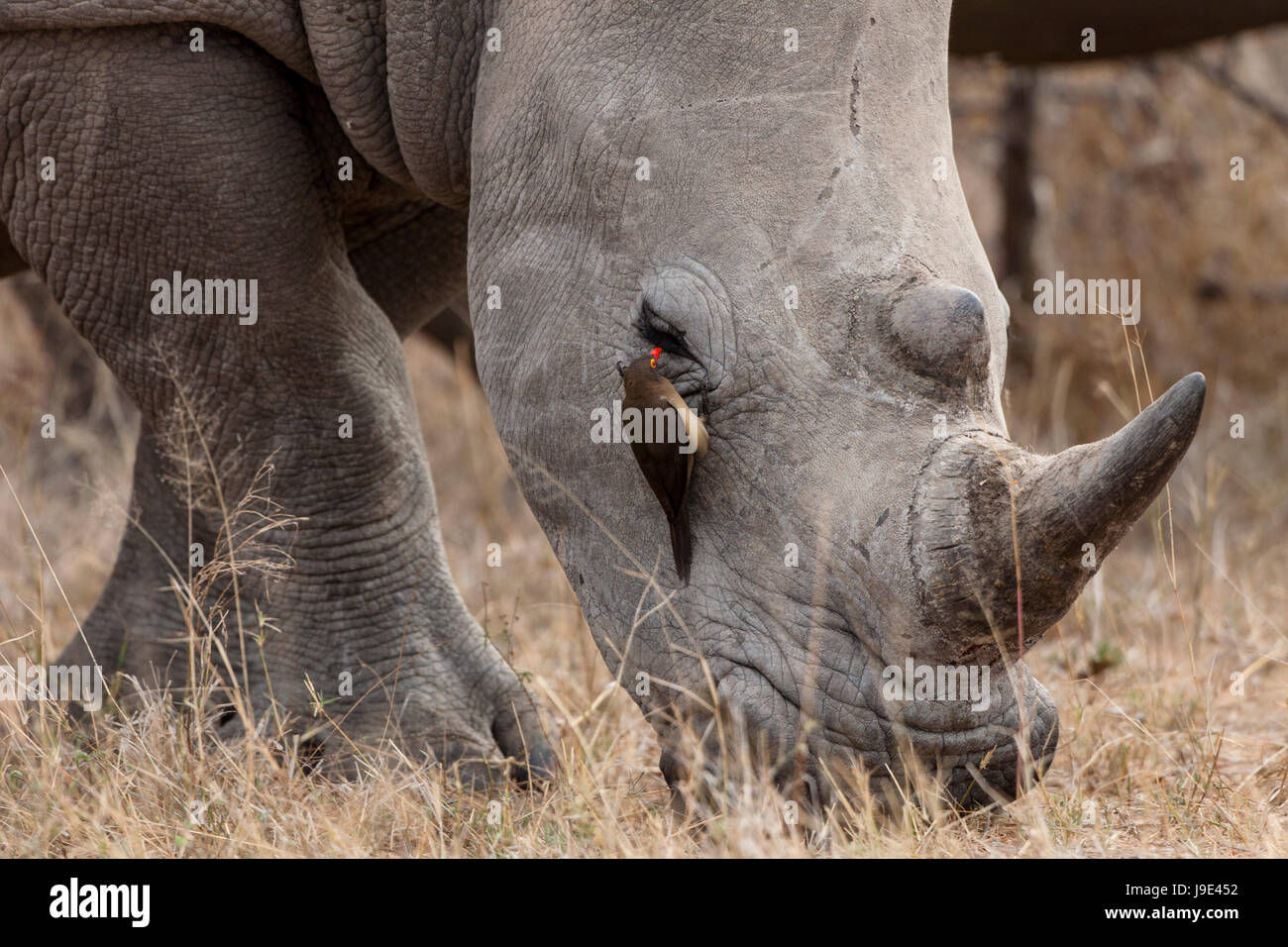 animal, horizontal, nature, rhino, rhinoceros, park, animal, mammal ...