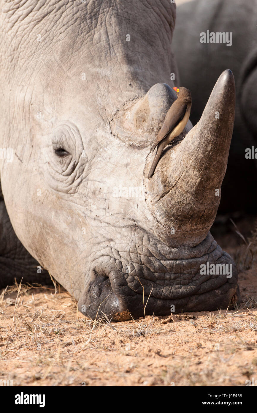 animal, vertical, nature, rhino, rhinoceros, park, animal, mammal, wild ...