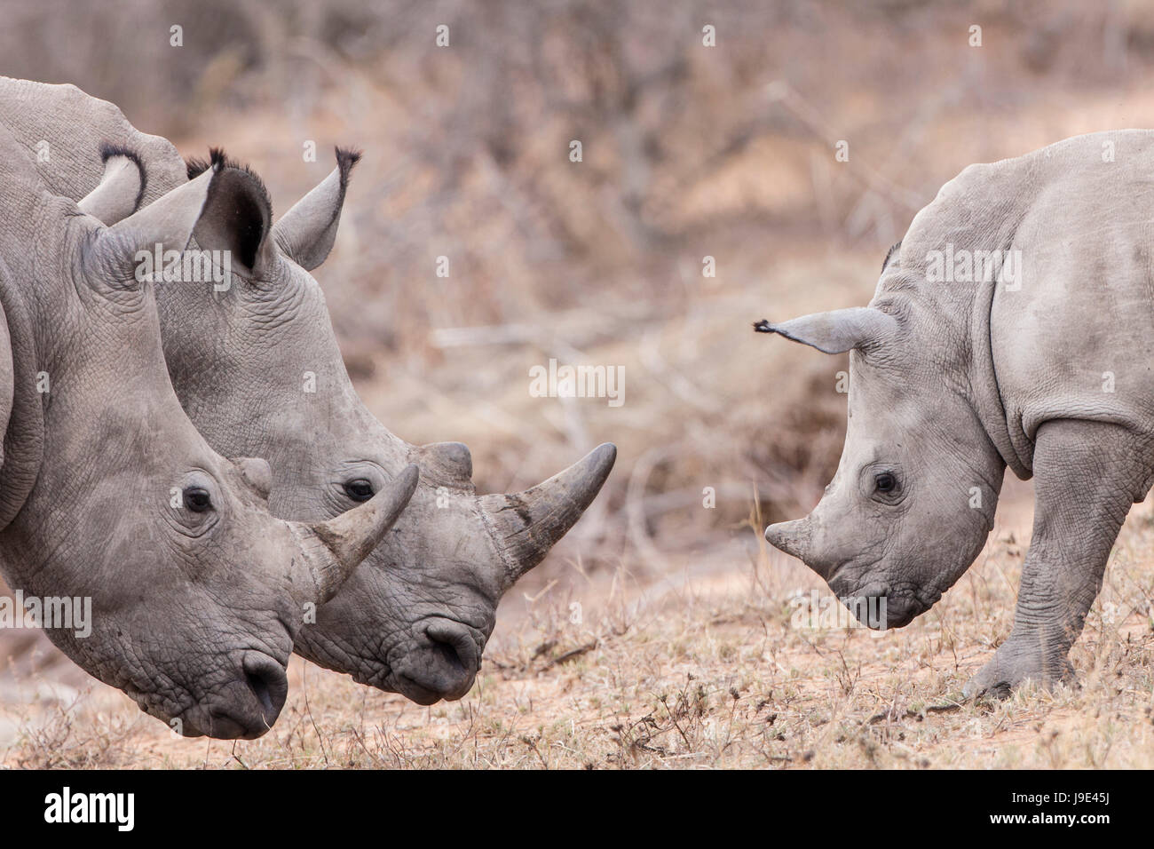 animal, horizontal, nature, rhino, rhinoceros, park, animal, mammal ...