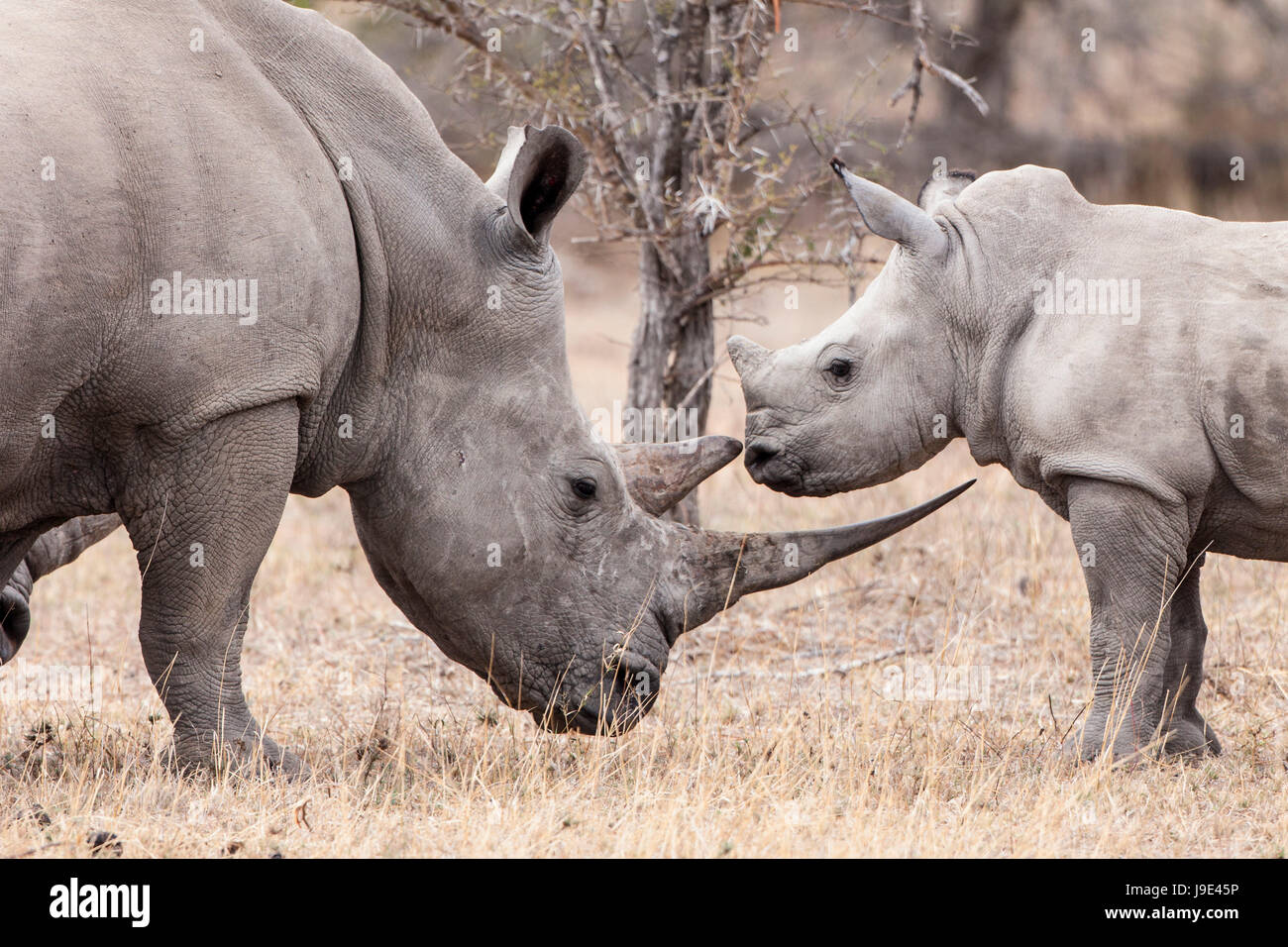 animal, horizontal, nature, rhino, rhinoceros, park, animal, mammal ...