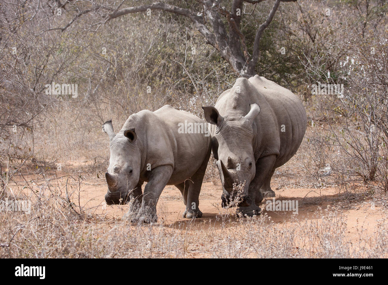 animal, horizontal, nature, rhino, rhinoceros, park, animal, mammal ...