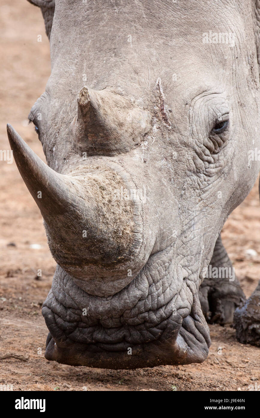 animal, vertical, nature, rhino, rhinoceros, park, animal, mammal, wild ...