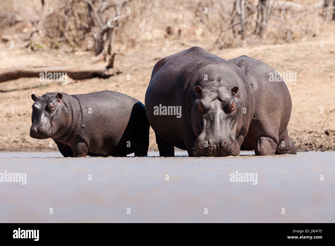 animal, africa, horizontal, nature, animal, mammal, wild, africa ...