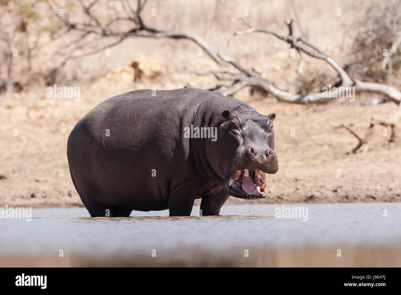 animal, africa, horizontal, nature, animal, mammal, wild, africa ...