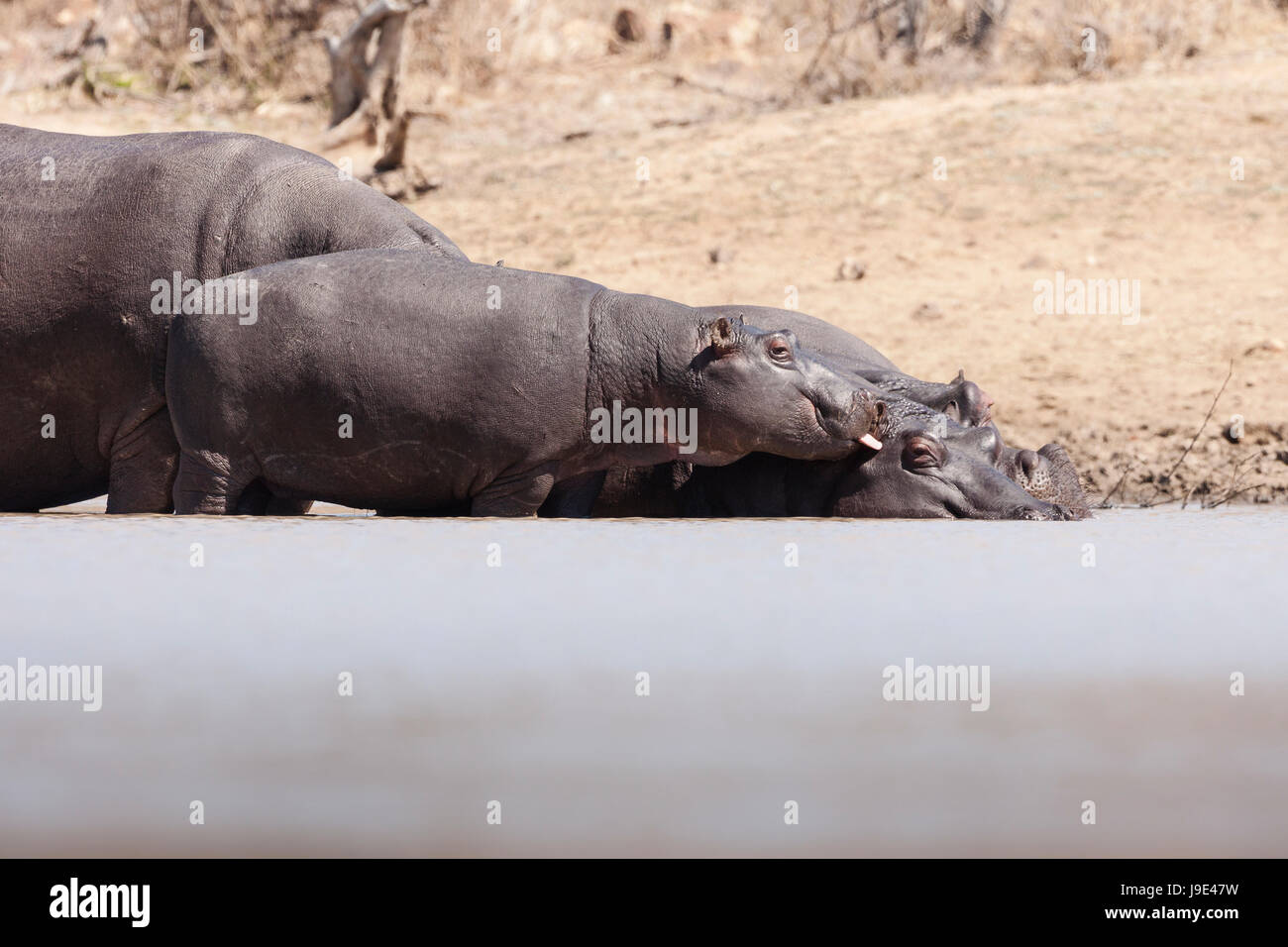 animal, africa, horizontal, nature, animal, mammal, wild, africa ...