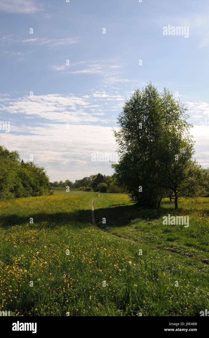 tree, spring, idyll, path, way, meadow, scenery, countryside, nature ...