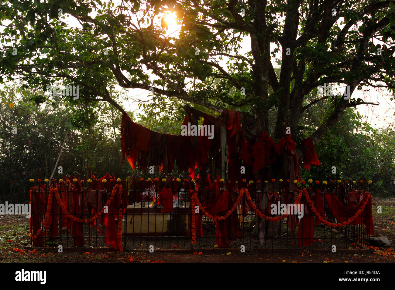 Saffron tree hi-res stock photography and images - Alamy