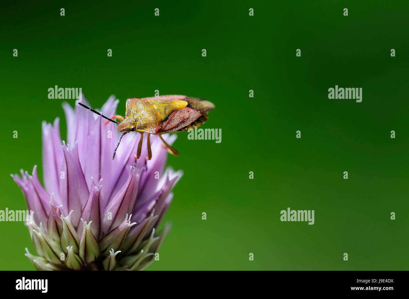 spice, beetle, antenna, leek, weevil, chives, chive, macro, close-up ...