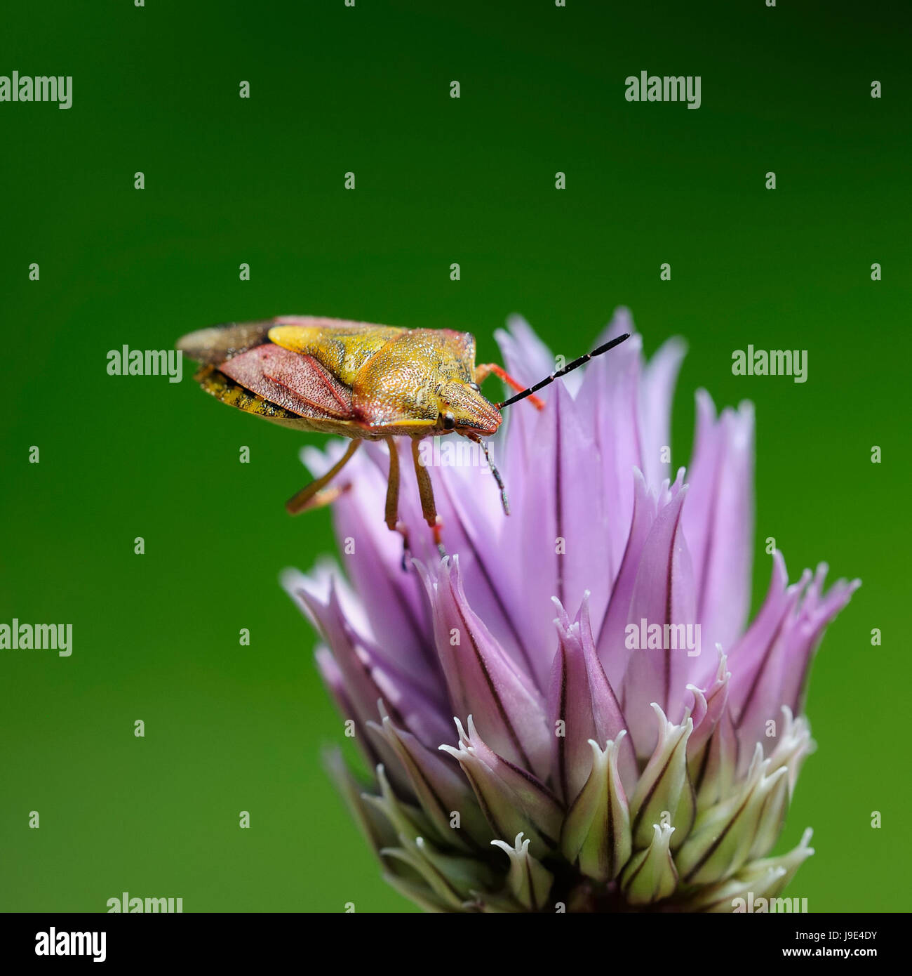 spice, beetle, antenna, leek, weevil, chives, chive, macro, close-up ...