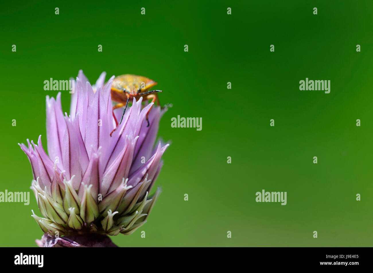 spice, beetle, antenna, leek, weevil, chives, chive, macro, close-up ...