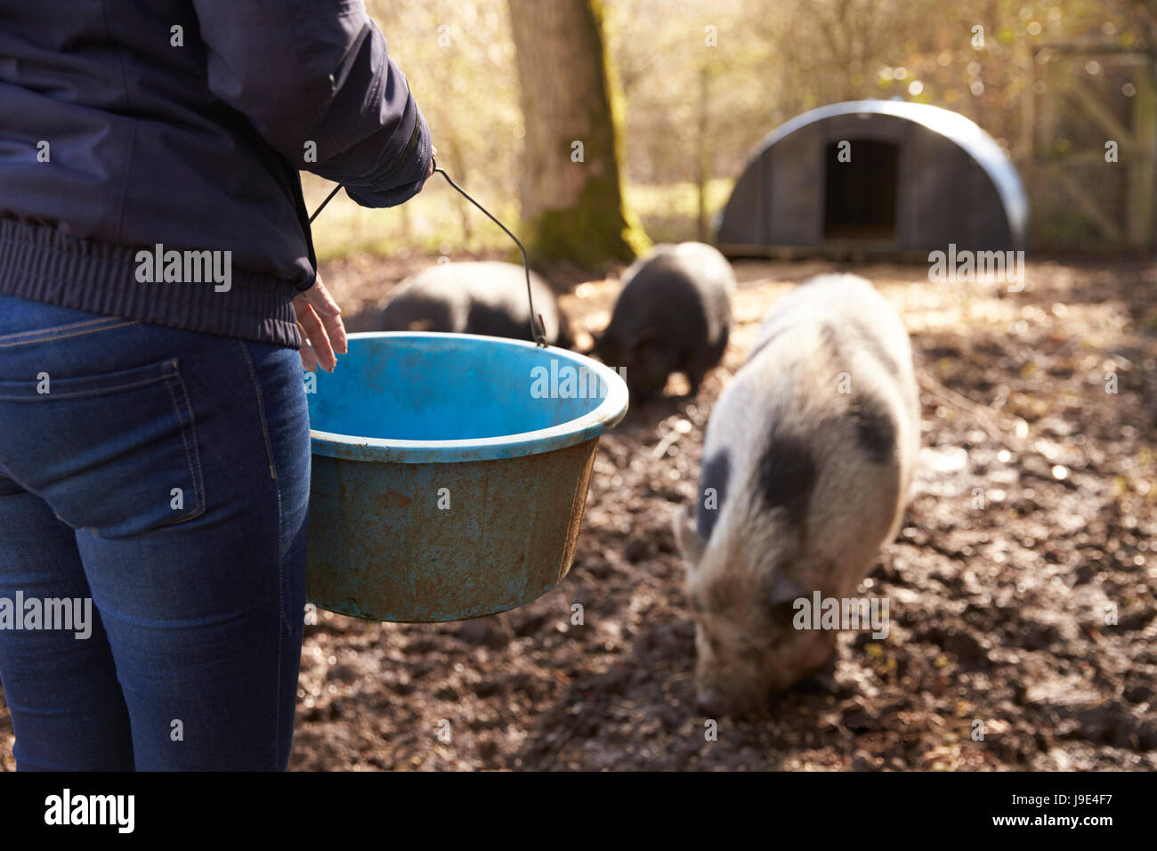 Woman Feeding Pigs, Mid-section crop Stock Photo - Alamy