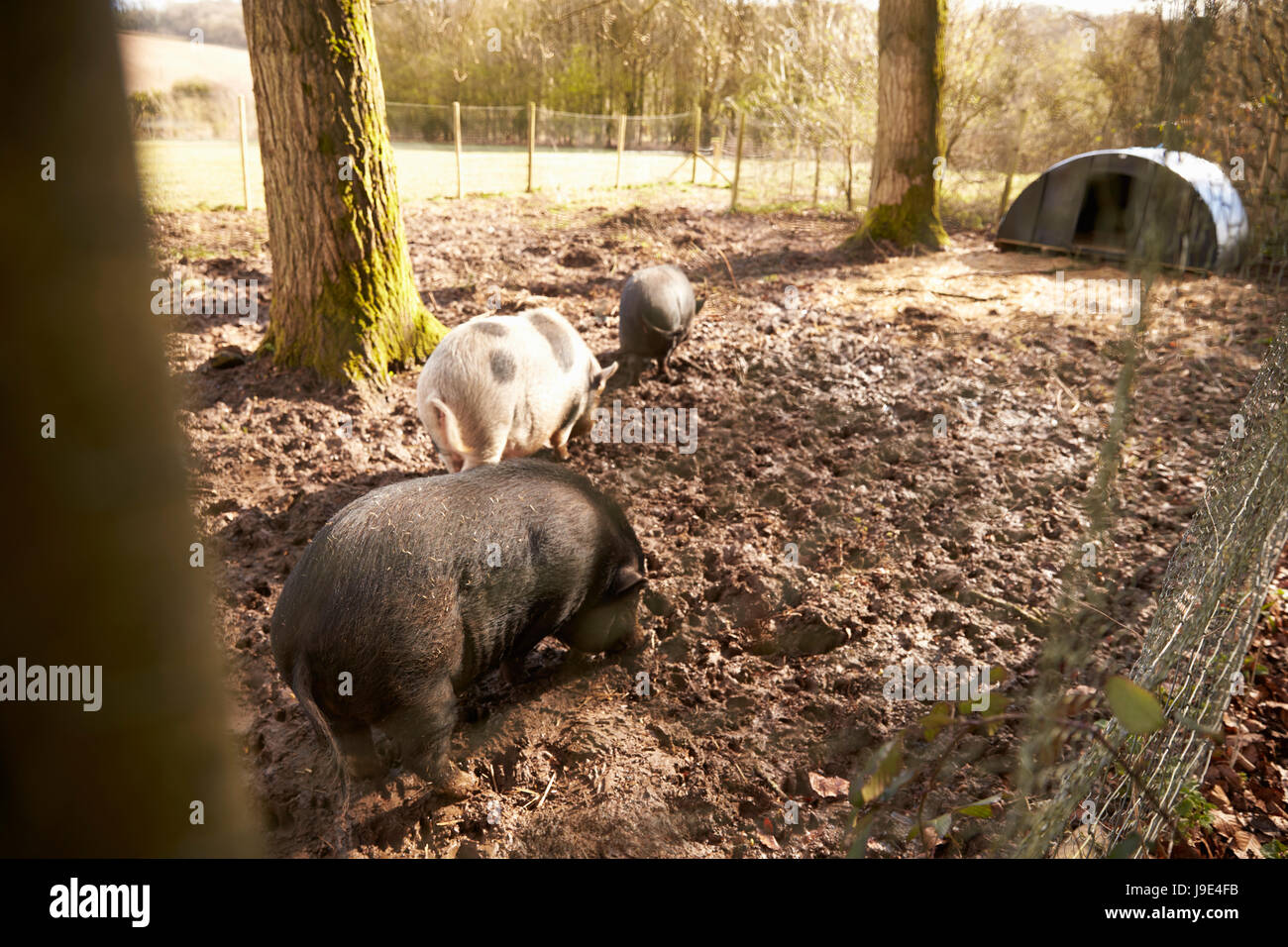 Pigs eating mud hi-res stock photography and images - Alamy