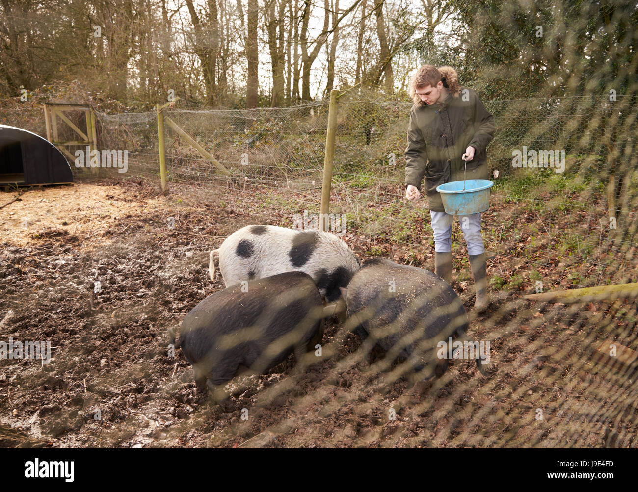 Man bucket feeding pigs hi-res stock photography and images - Alamy
