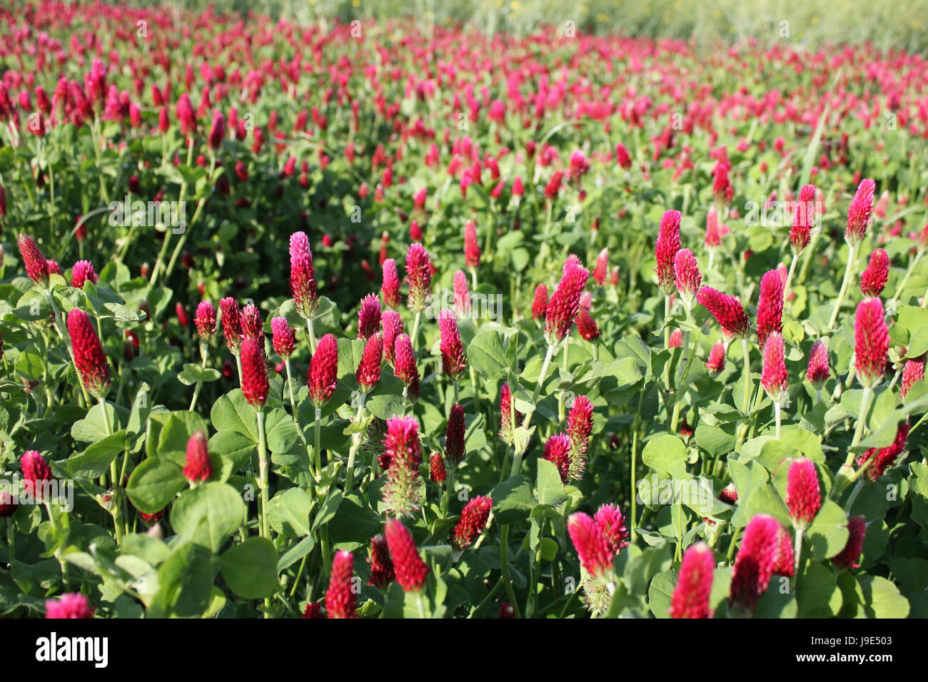 trifolium incarnatum (also blood clover and clover rose called Stock ...