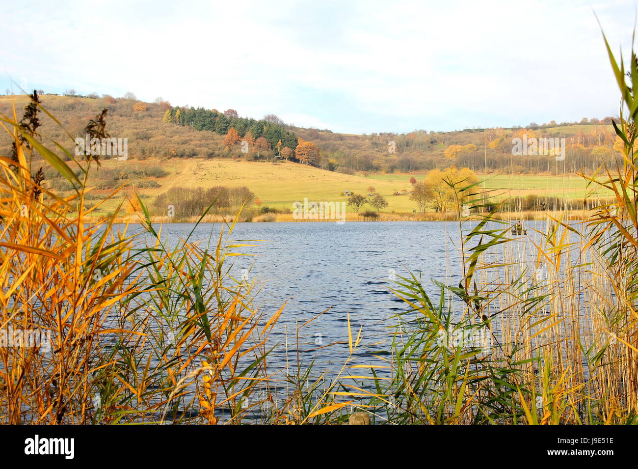 reed, blue, waters, grasses, fresh water, lake, inland water, water ...