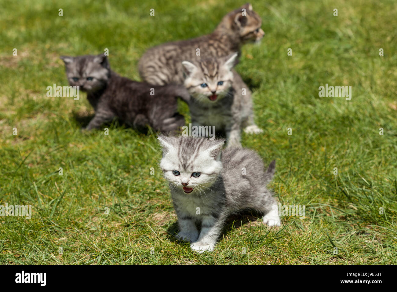 pet, cat eyes, cat baby, kitten, young, younger, pussycat, cat ...