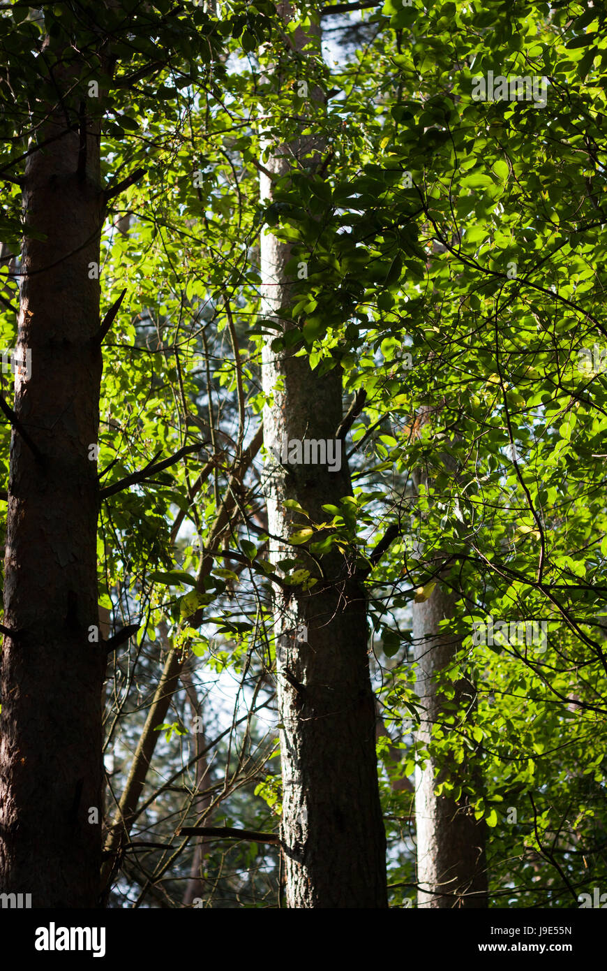blue, leaf, tree, flower, plant, leaves, field, branch, acre, blue ...