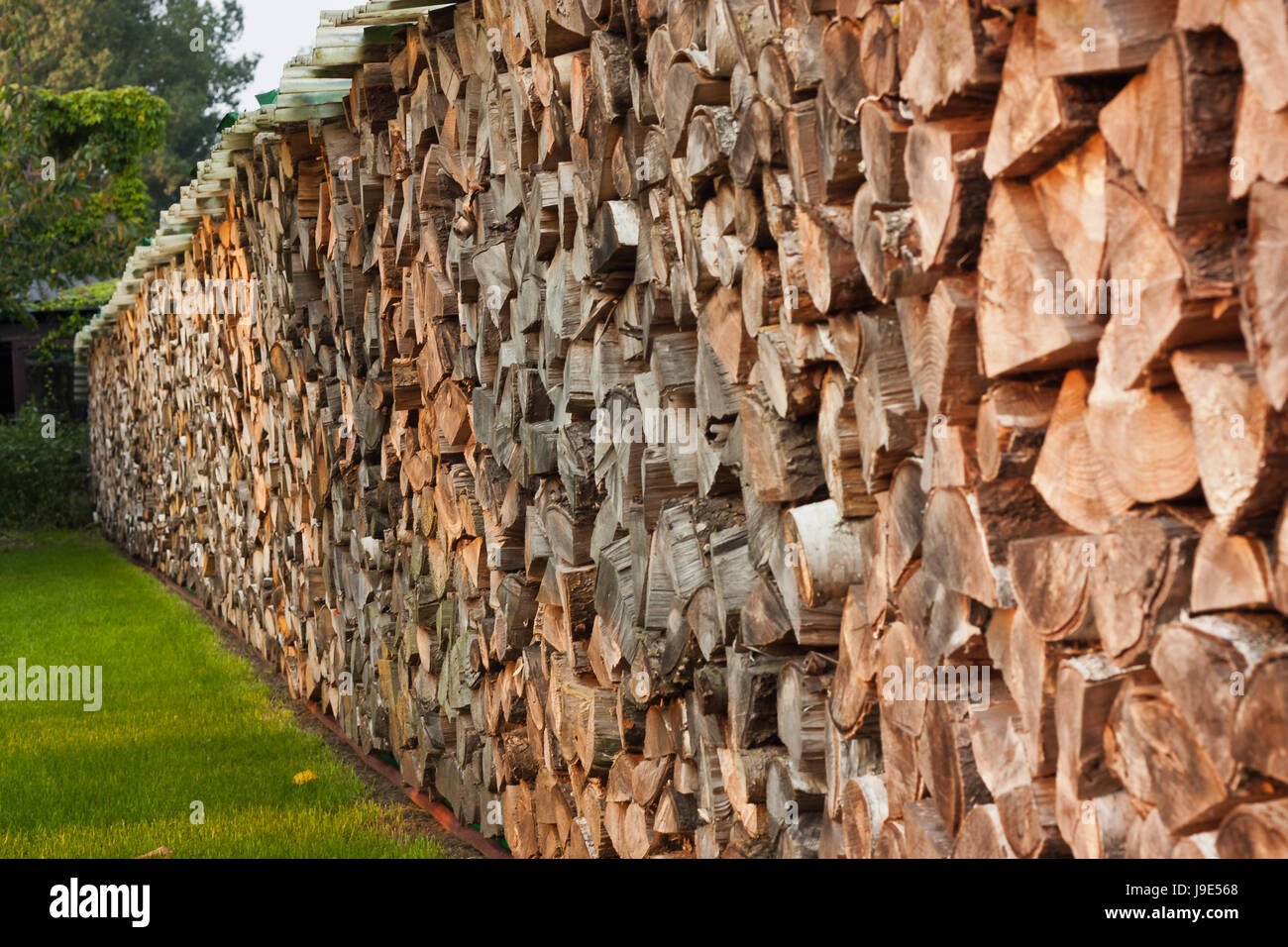 blue, tree, trees, fuel, bark, strength, force, blue, tree, trees, wood ...