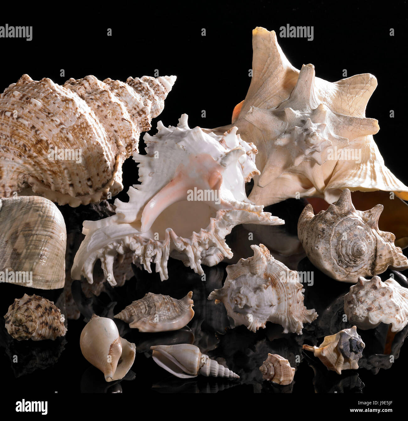 snail, snail shell, collection, shell, environment, enviroment, animal ...