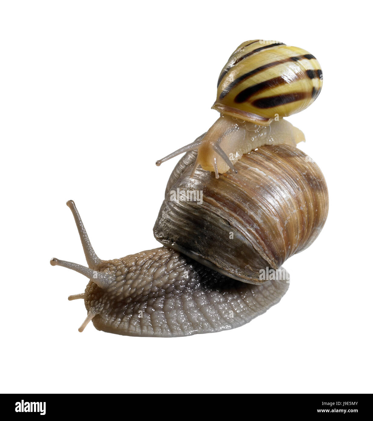 optional, mollusc, snail, snail shell, motion, postponement, moving ...