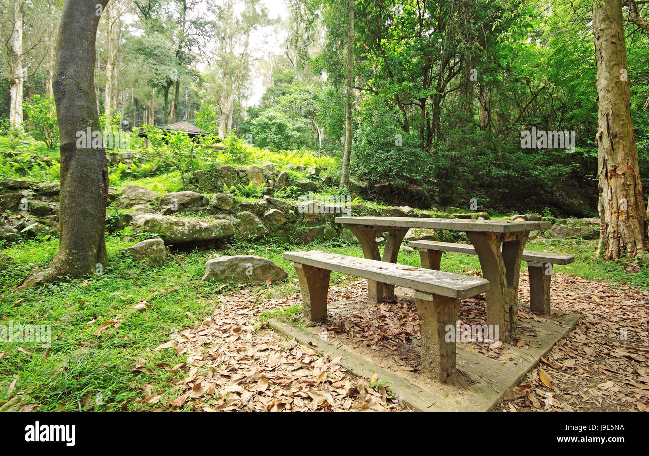 tree, seat, bench, lawn, green, chair, forest, break, rest, pause ...