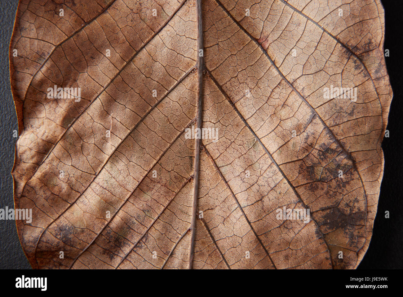Full frame brown Autumn leaf Stock Photo - Alamy