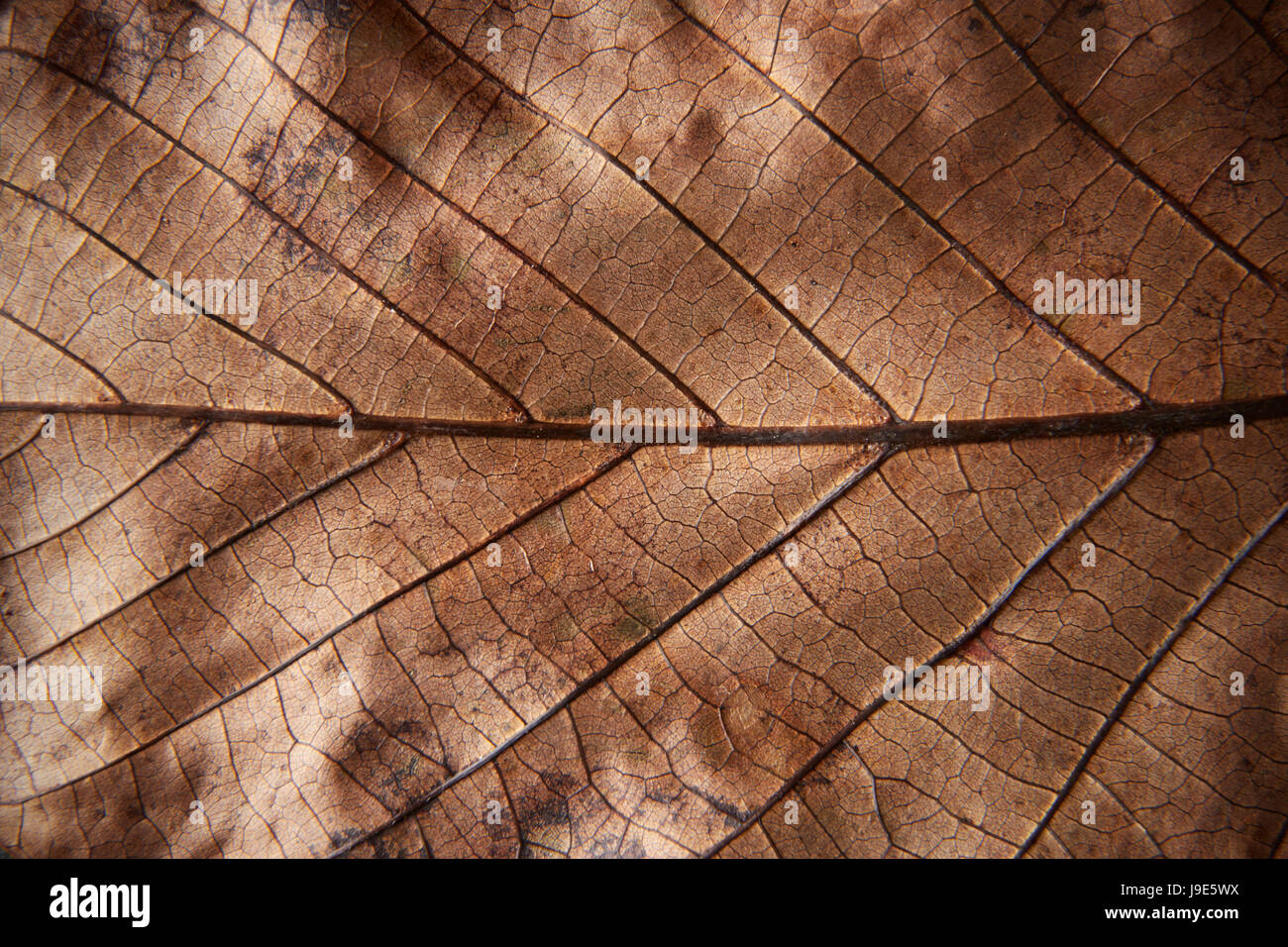 Full frame brown Autumn leaf Stock Photo - Alamy