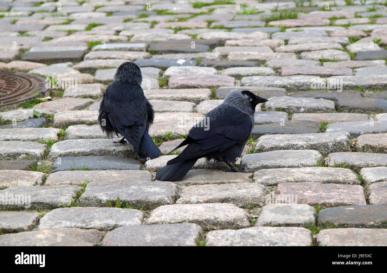 city, town, bird, birds, crow, daw, raven, city, town, bird, birds ...