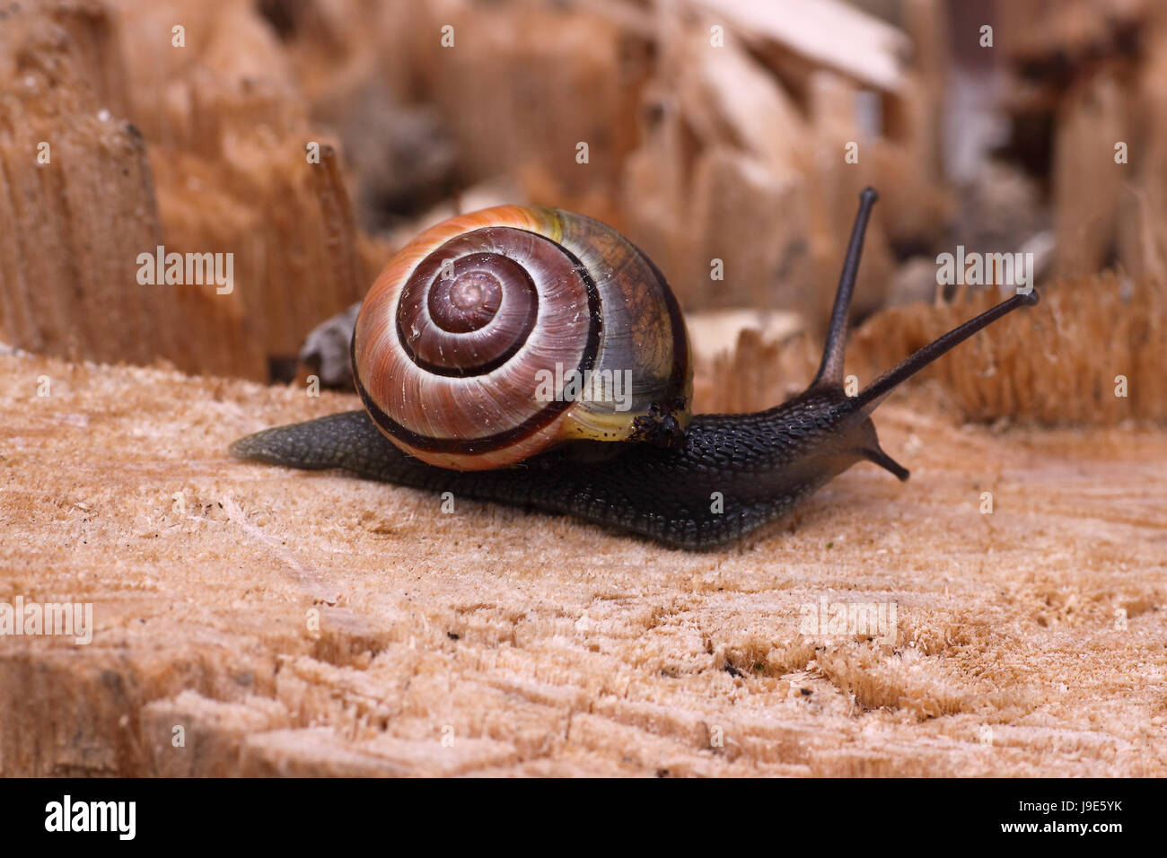 house, building, mollusc, snail, edible snail, snail shell, bowl ...