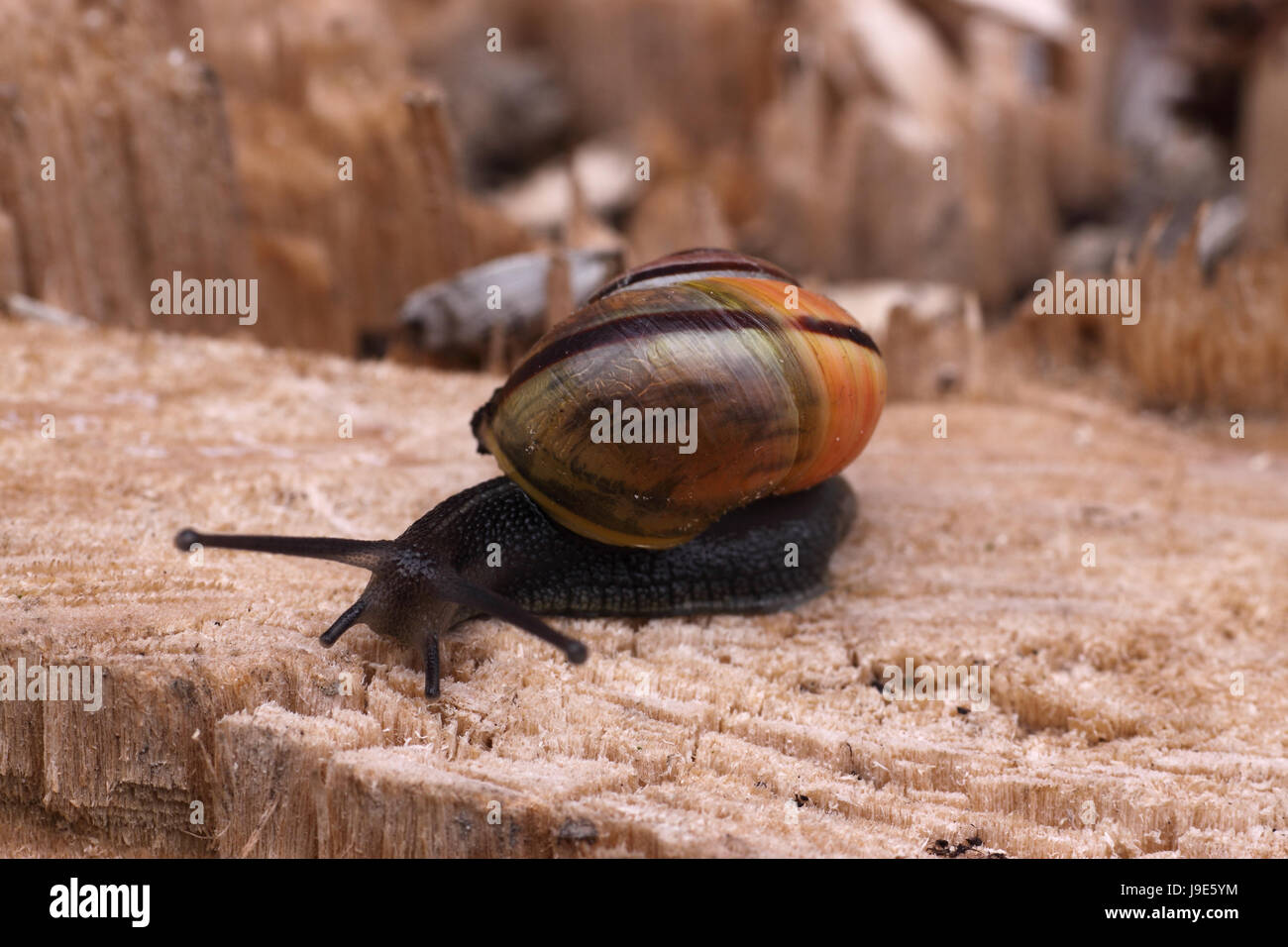 house, building, mollusc, snail, edible snail, snail shell, bowl ...