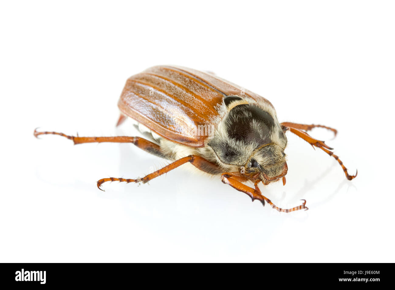 Short life beetle hi-res stock photography and images - Alamy